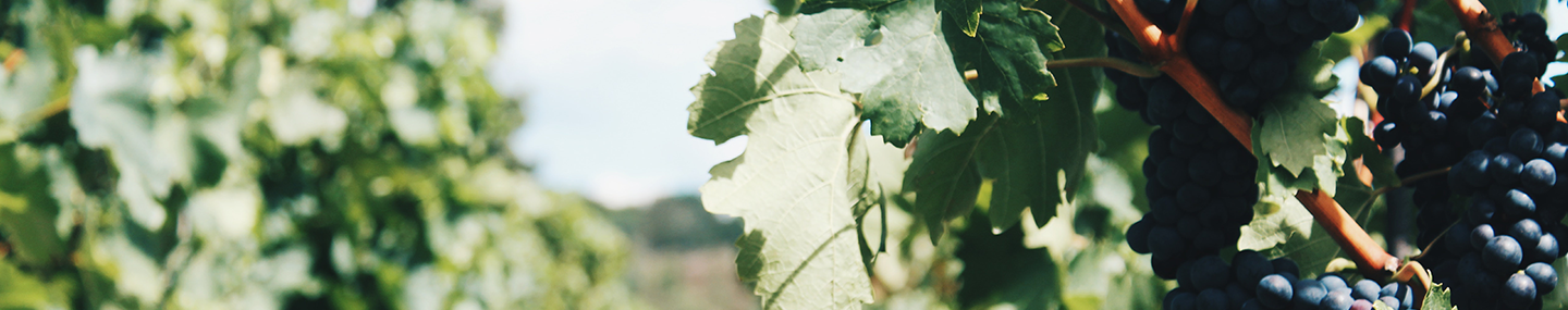 Devocional • Verdadeiro discípulo de Jesus | Ministérios Pão Diário