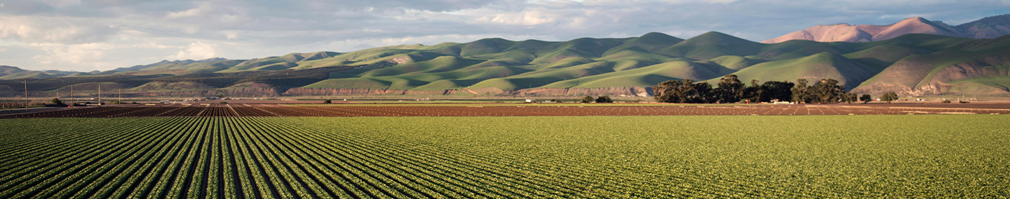 Devocional • Jesus, a videira verdadeira | Ministérios Pão Diário